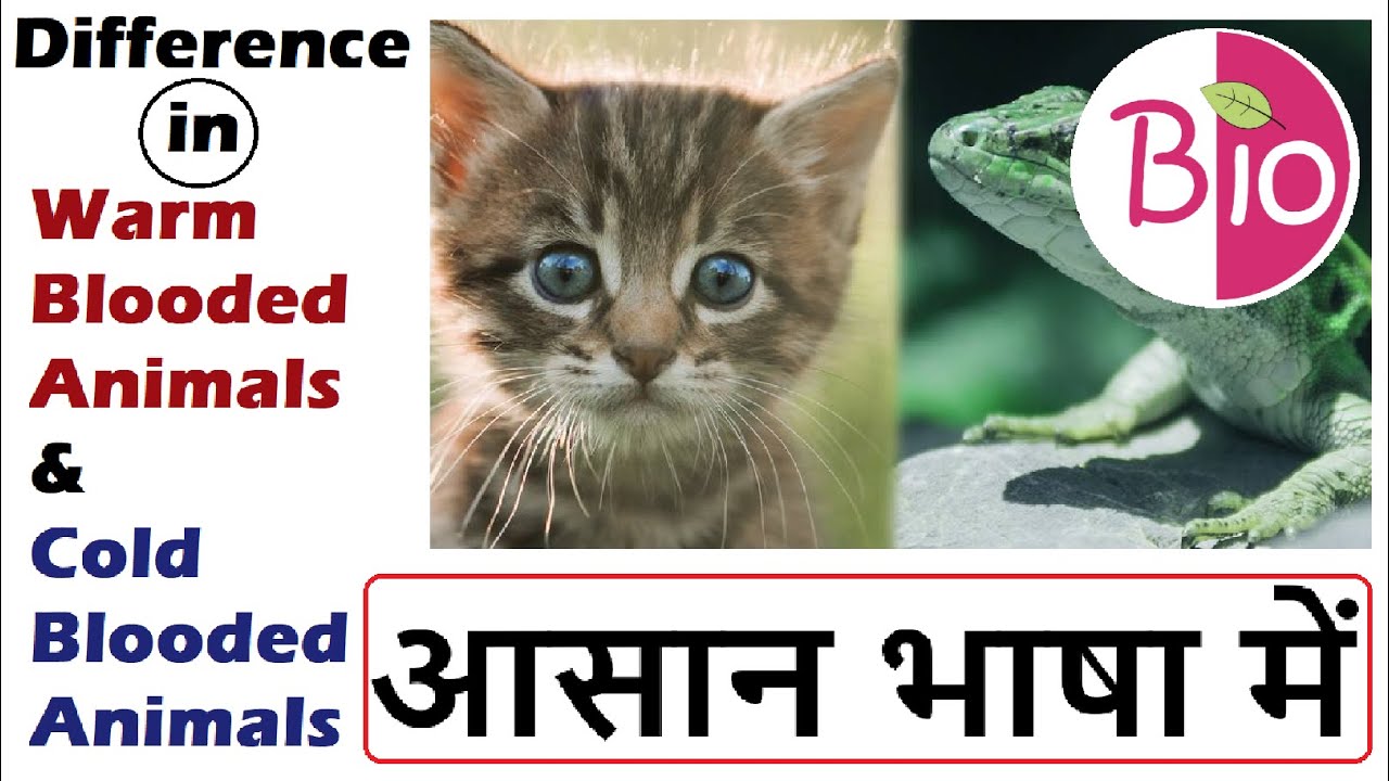 Difference in Warm - Blooded Animals and Cold - Blooded Animals by ...