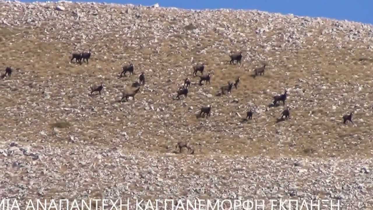 ΑΓΡΙΟΓΙΔΑ - YouTube