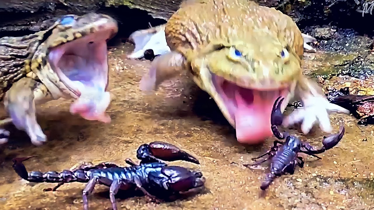 Hungry Bullfrog Catches Black Scorpion! Mr Frog Live Feeding - YouTube