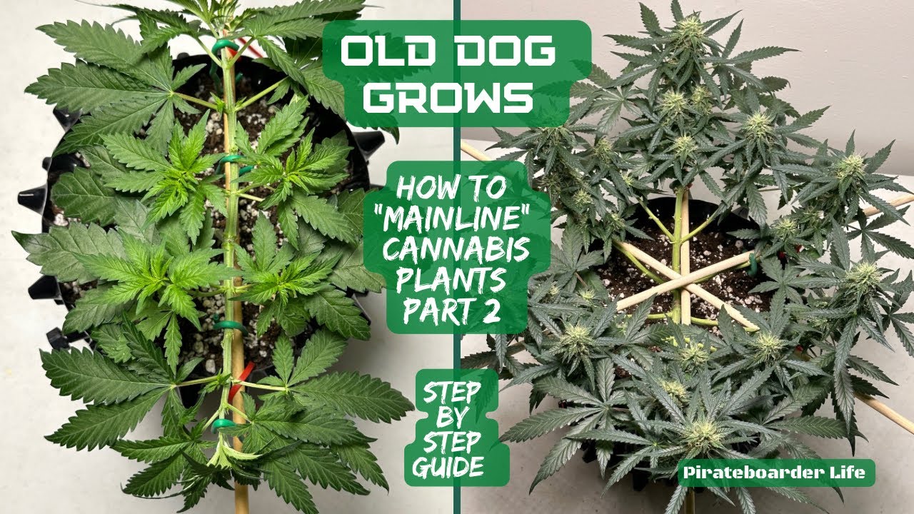 ODG’s Part 2 of How to “Mainline” Cannabis Plants…Simple Step by Step ...
