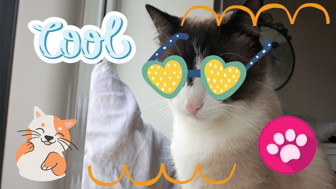 Snowshoe cat Buga - YouTube