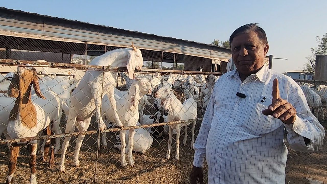 1500 Bakro Ka Sabse Bada Goat Farm | Baug E Hasnain Farm | Biggest Goat ...