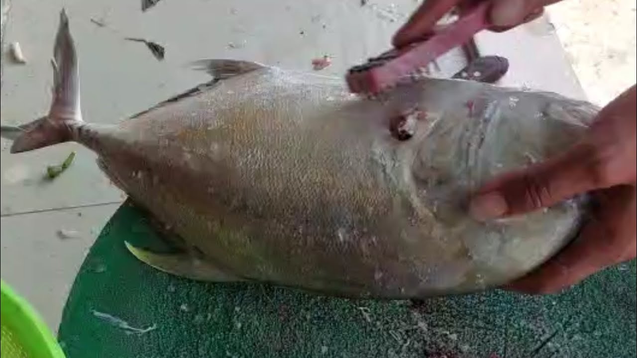 Wow Amazing | It's the Most Difficult to Cut Frozen Nyok Nyok Fish ...