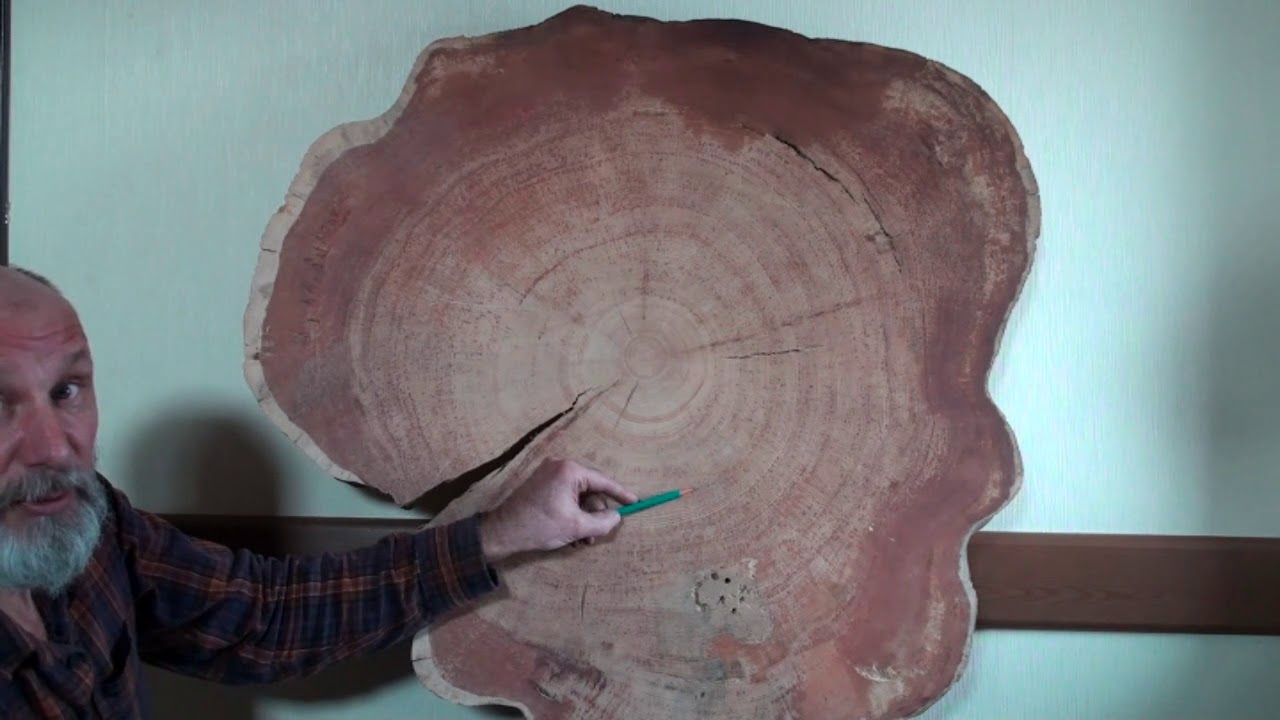 Срез Кедра 445 лет. - YouTube