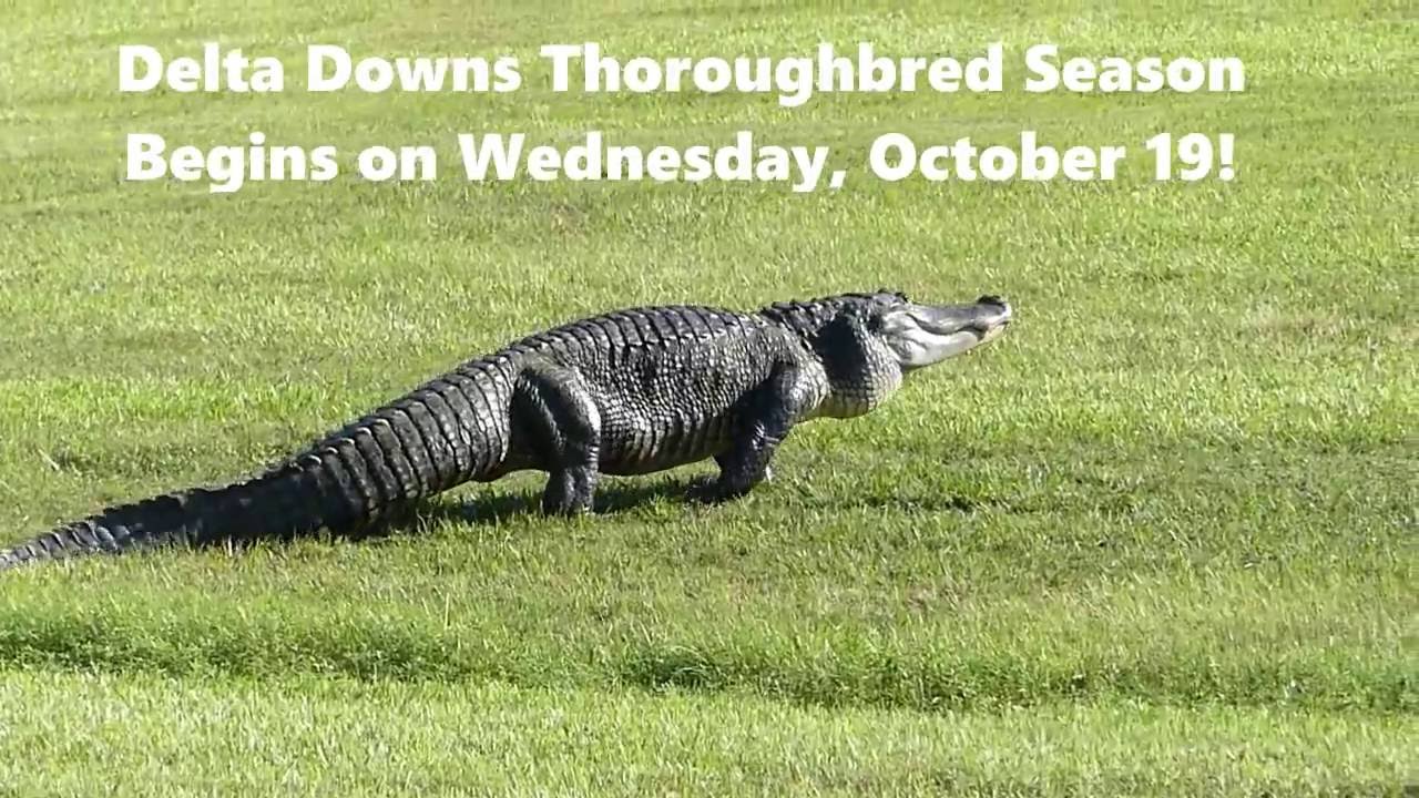 Gators, Birds and Horses at the Racetrack! - YouTube