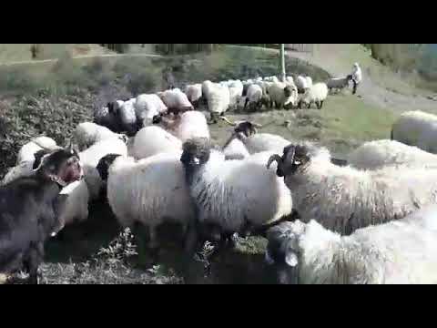 Esenli Köyü Yayla Göçü (Yüksel Hıdır)