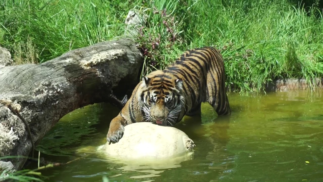 Hari, Sumatran Tiger Panthera Tigris Sumatrae, Tiger Territory, London ...