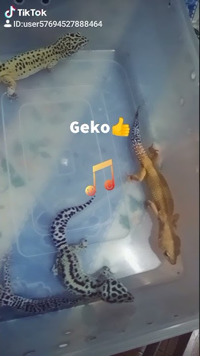 Toke geko - YouTube