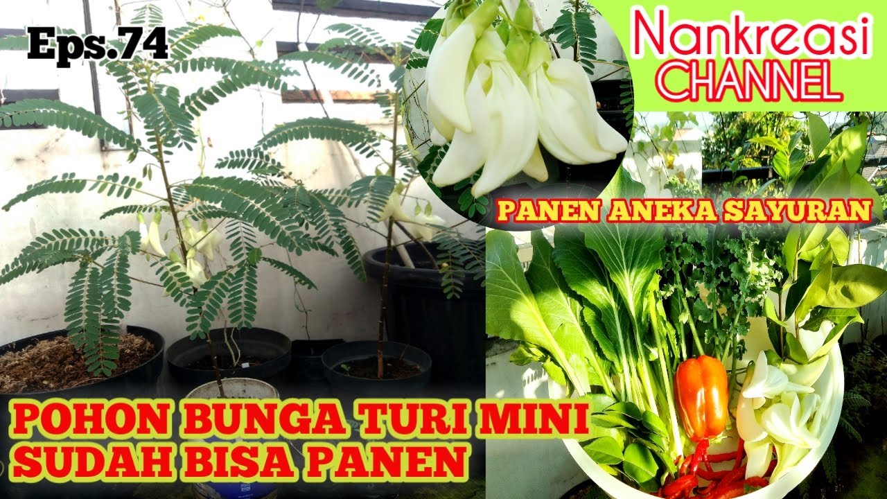POHON BUNGA TURI MINI SUDAH BISA PANEN || PANEN ANEKA SAYURAN DIKEBUN ...