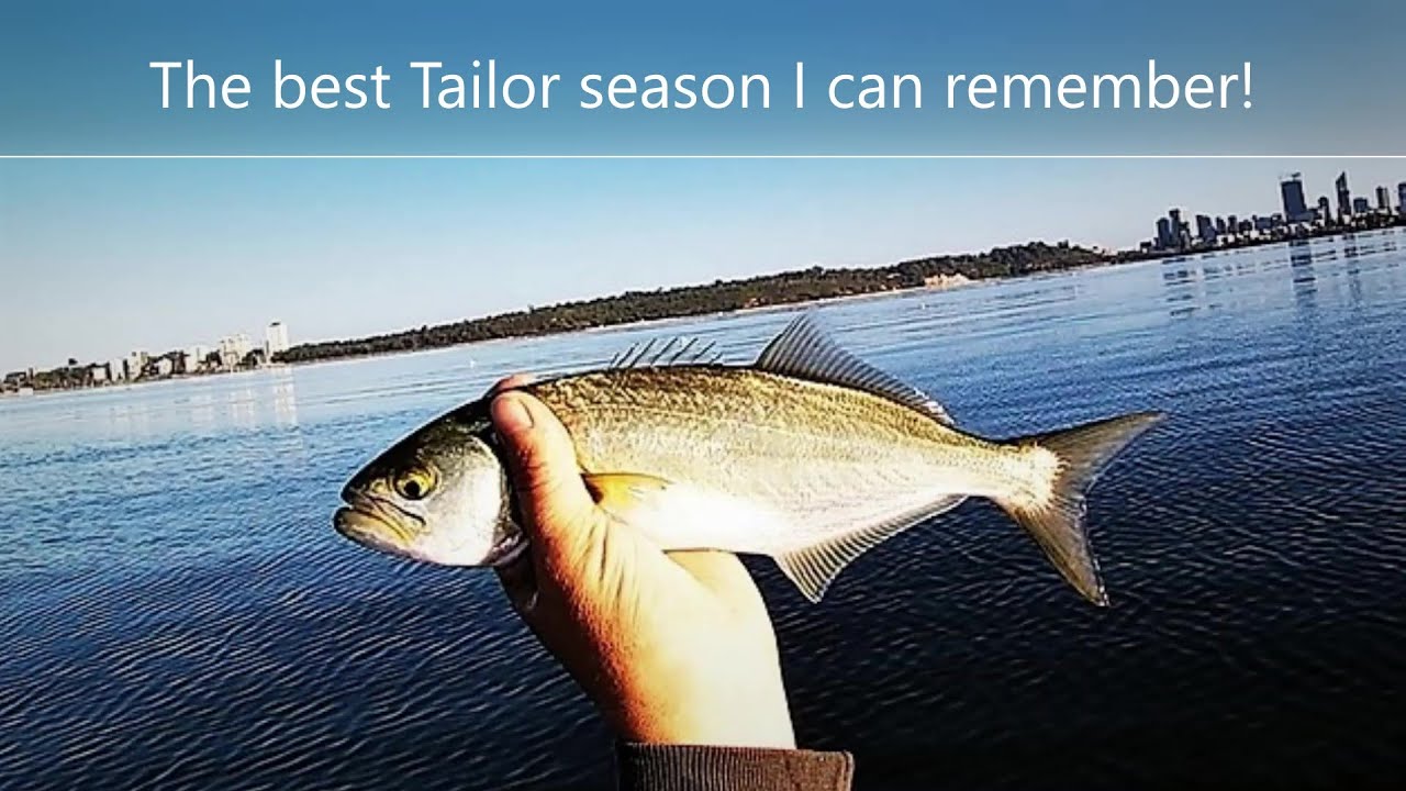 An Incredible Summer of Tailor Fishing on the Swan! - YouTube
