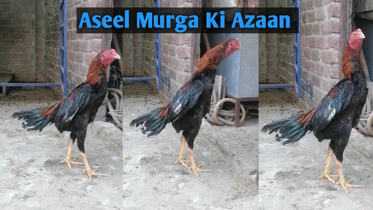Rooster crowing | Murga ki azan | Murga ki bang | Murga ki awaz | Aseel ...