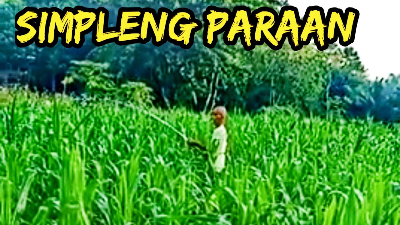 Simpleng paraan sa pagdilig ng halaman/ Vlog2 #PobrengKahoy TV - YouTube