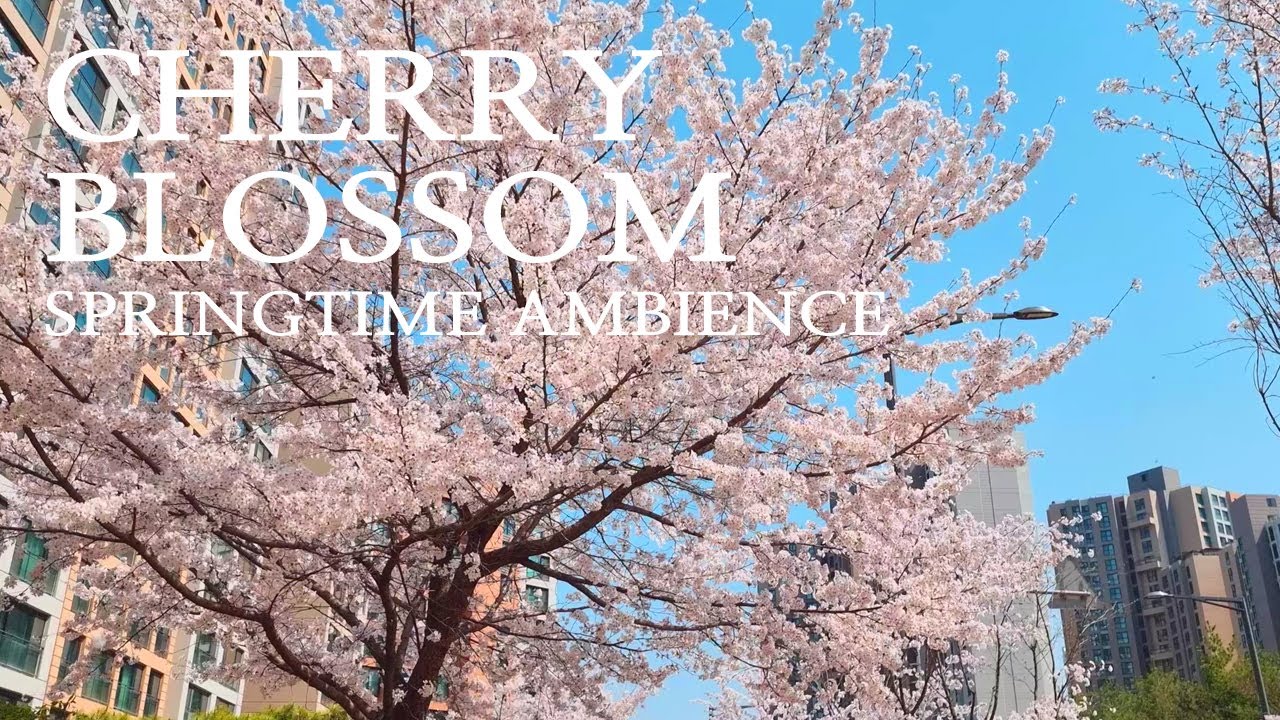 Springtime Cherry Blossoms in Street 3 Hours | Nature Ambience for ...