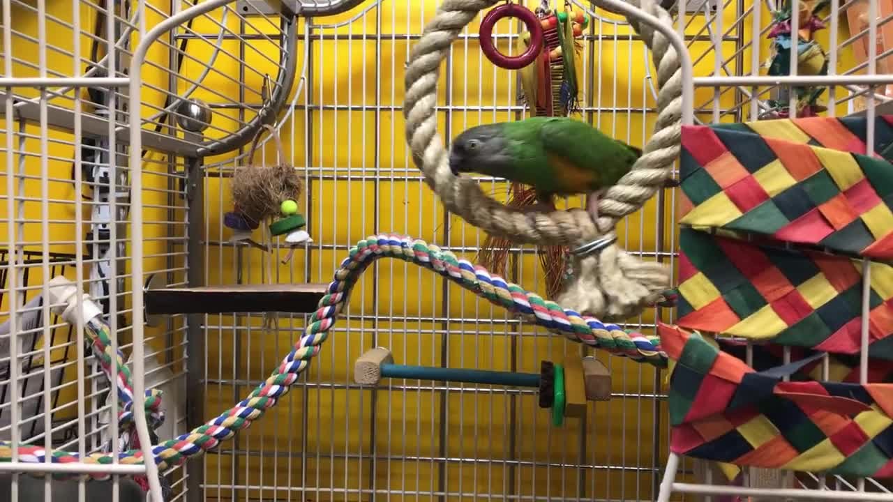 Made In Chicago: Windy City Parrot - YouTube