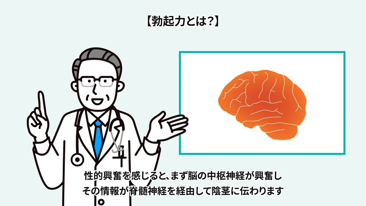 勃起力が低下する原因は?硬さや持続力を高める方法を解説 Youtube