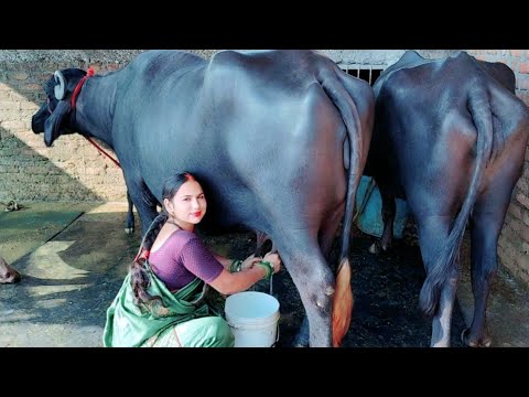 buffalo Milking | buffalo Milking by hand beautiful girl | buffalo ...