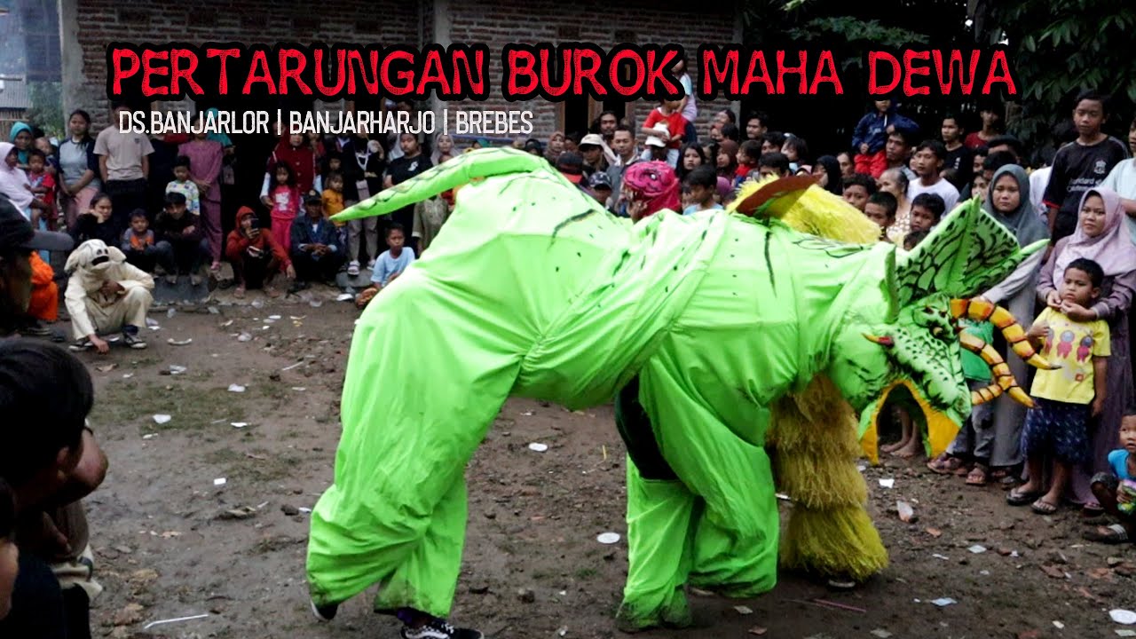 PERTARUNGAN HEWAN BUROK MAHA DEWA DS.BANJARLOR - YouTube