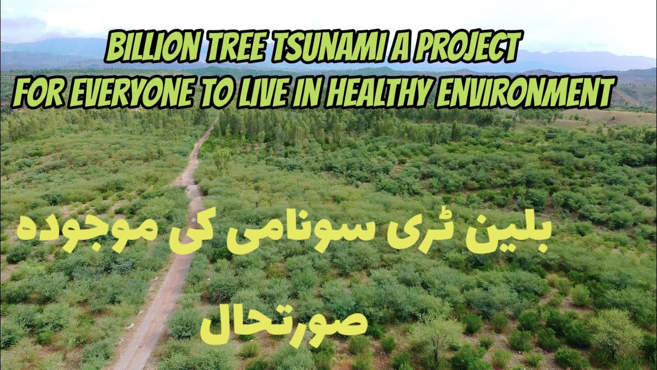 Billion Tree Tsunami Project Latest Video | Billion Tree A Project For ...