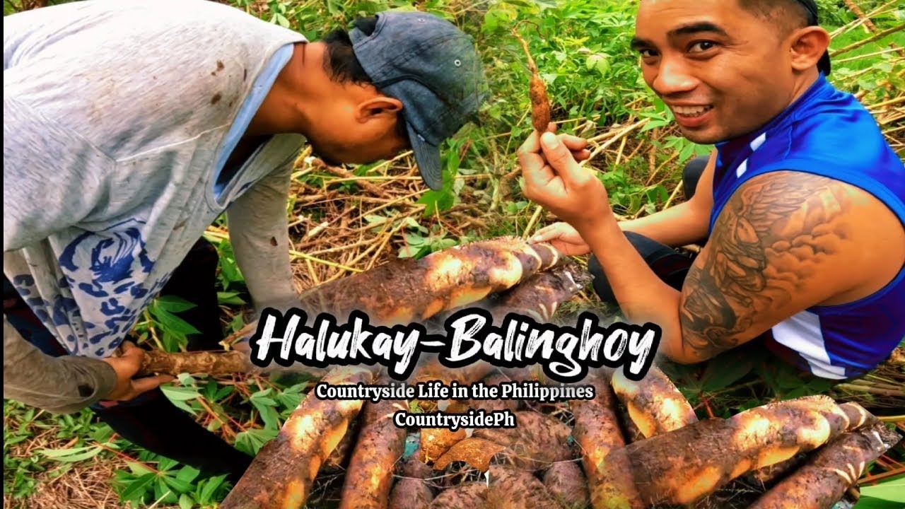 Halukay-Balinghoy/Countryside Life in the Philippines/CountrysidePh ...