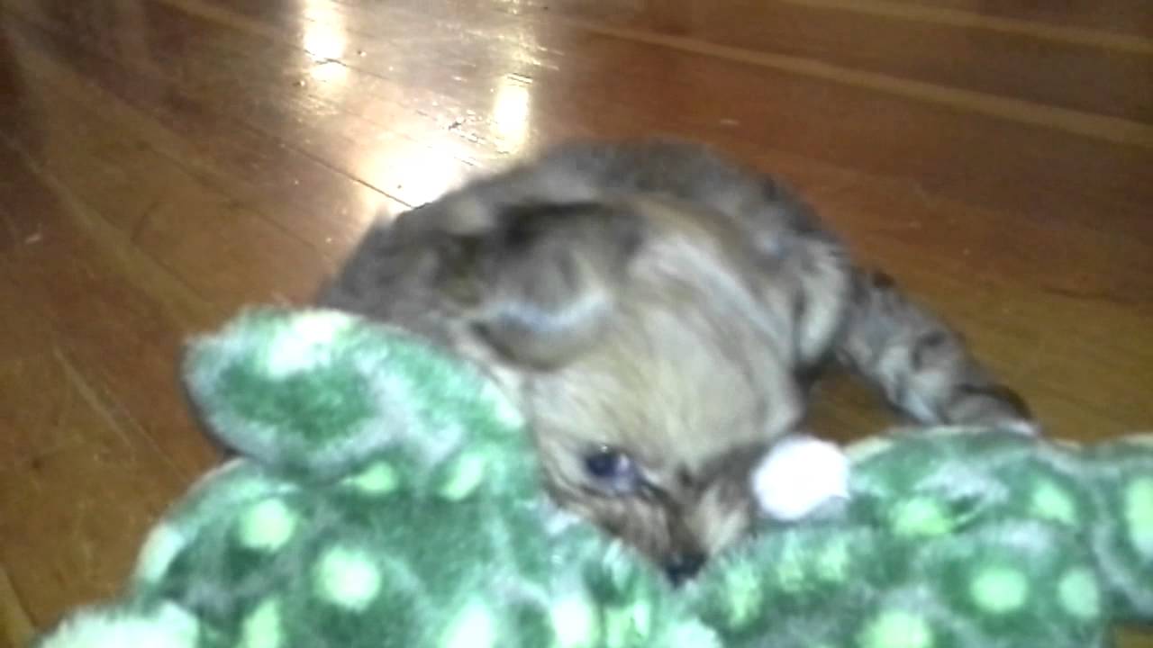 Fluffy shark growling at his elephant - YouTube