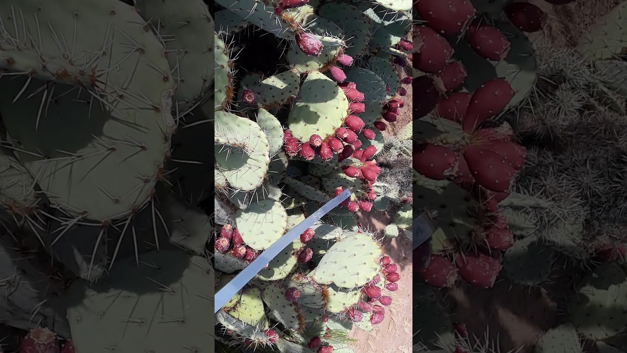 Jugo de tuna morada del desierto de Arizona. - YouTube