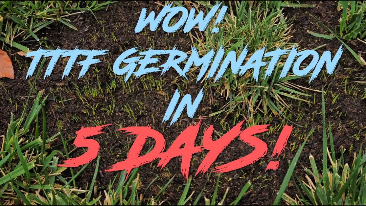 Fixing TTTF Lawn: Germination in 5 days! - YouTube