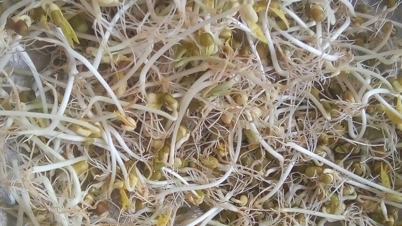 TRYING TO GROW SPROUTS MONGGO BEANS - YouTube