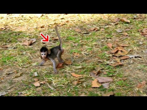 Jayden baby monkey raise tail up run very fast scare mom leave, Full of ...