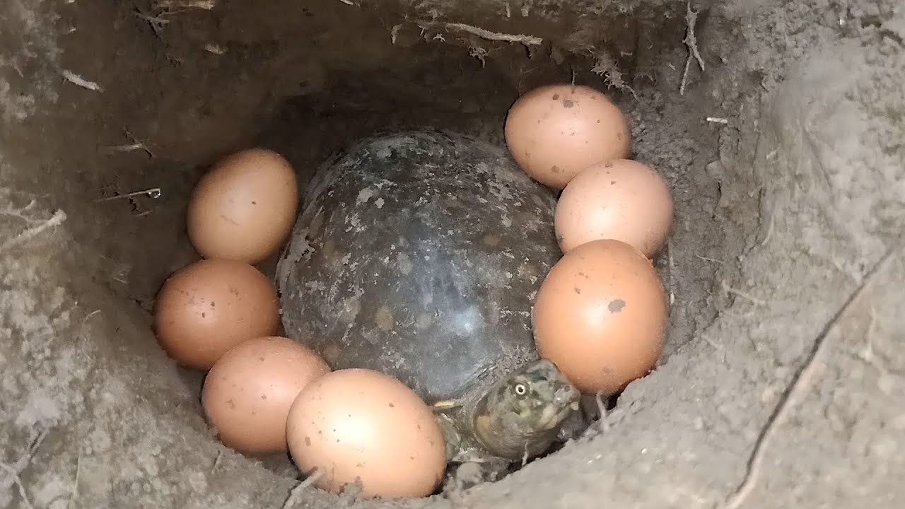 Finding Tortoise and Eggs in Soil Hole | Amazing Tortoise Finding - YouTube
