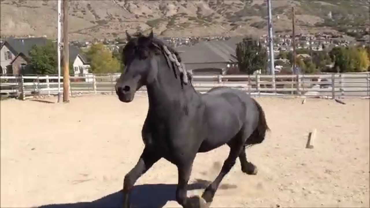 Apollo, Friesian Stallion playing in the sand! - YouTube
