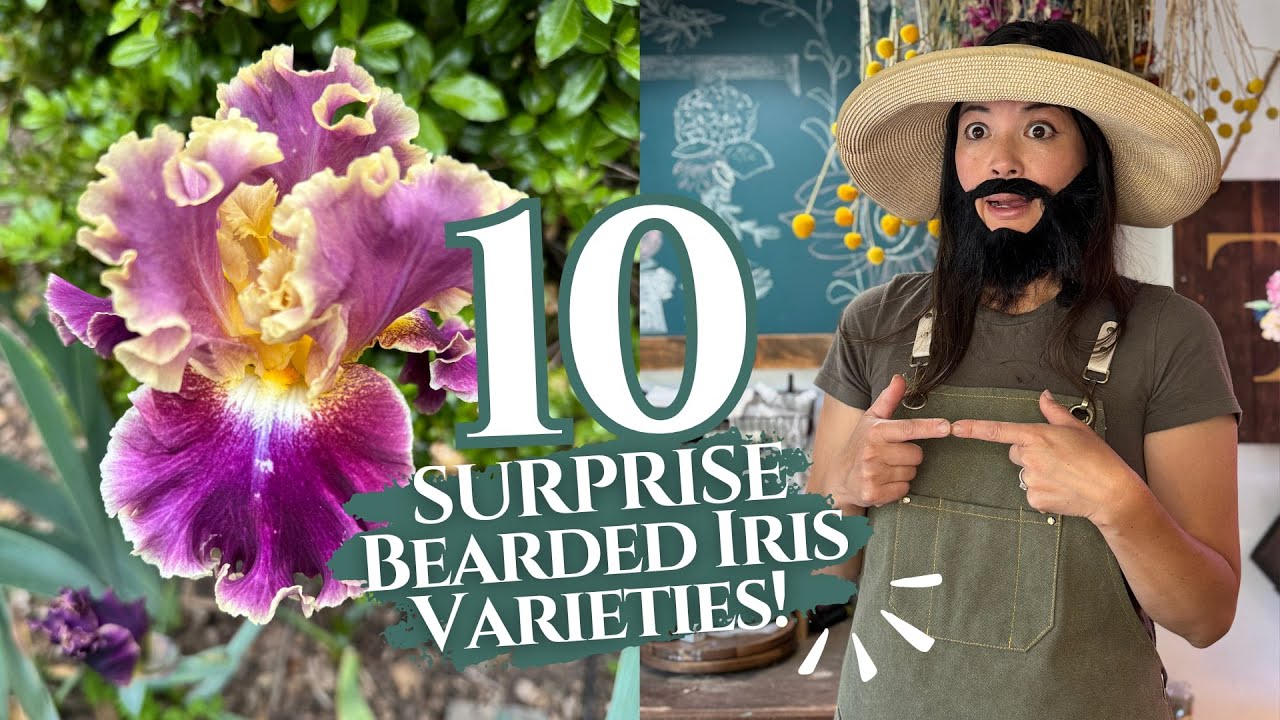 10 Unique Bearded Iris Varieties You Should Grow (Plus a VERY Bearded ...