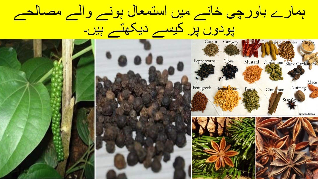 Kitchen me use hony waly Masale or un k poday, Spices How it looks on ...