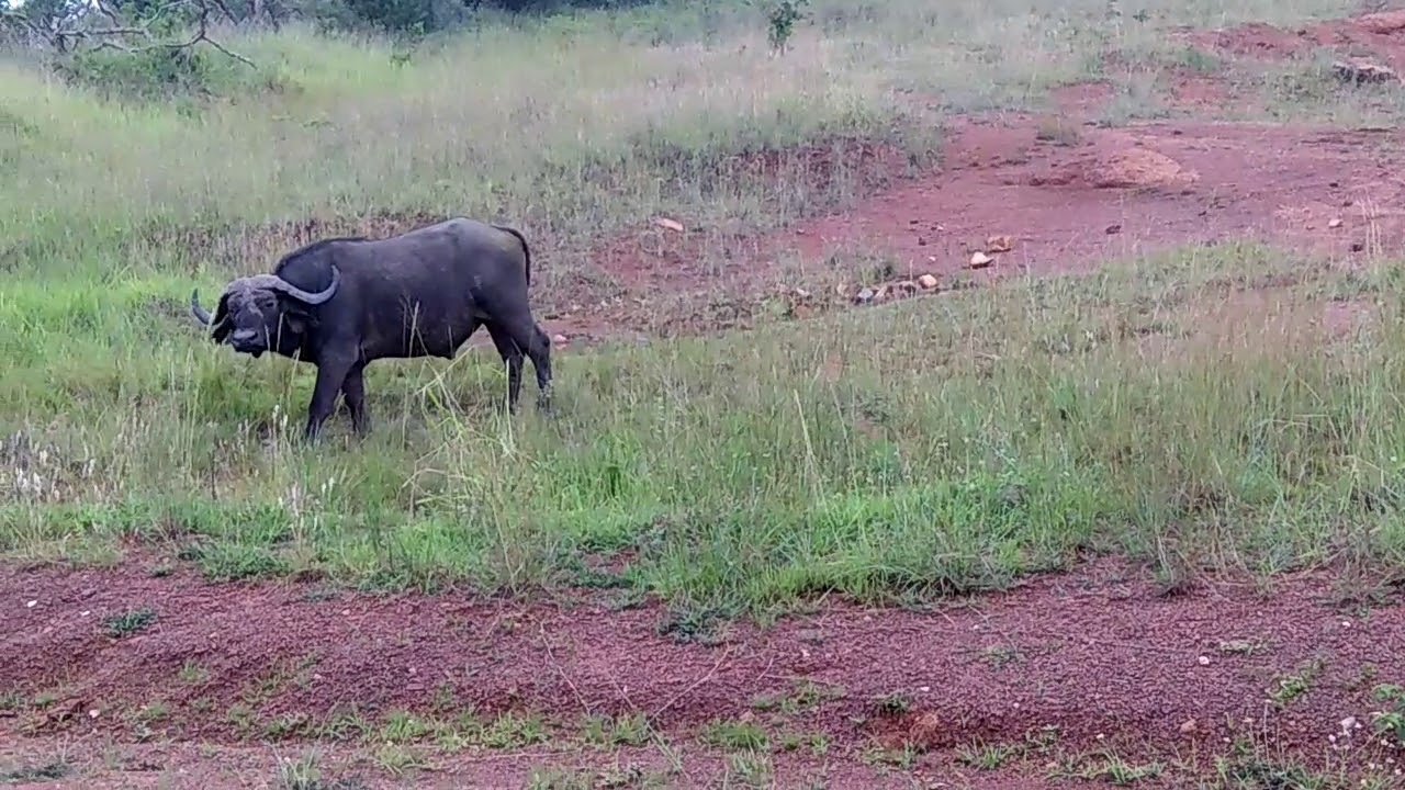 Lone Bull Buffalo in Akagera National Park - YouTube