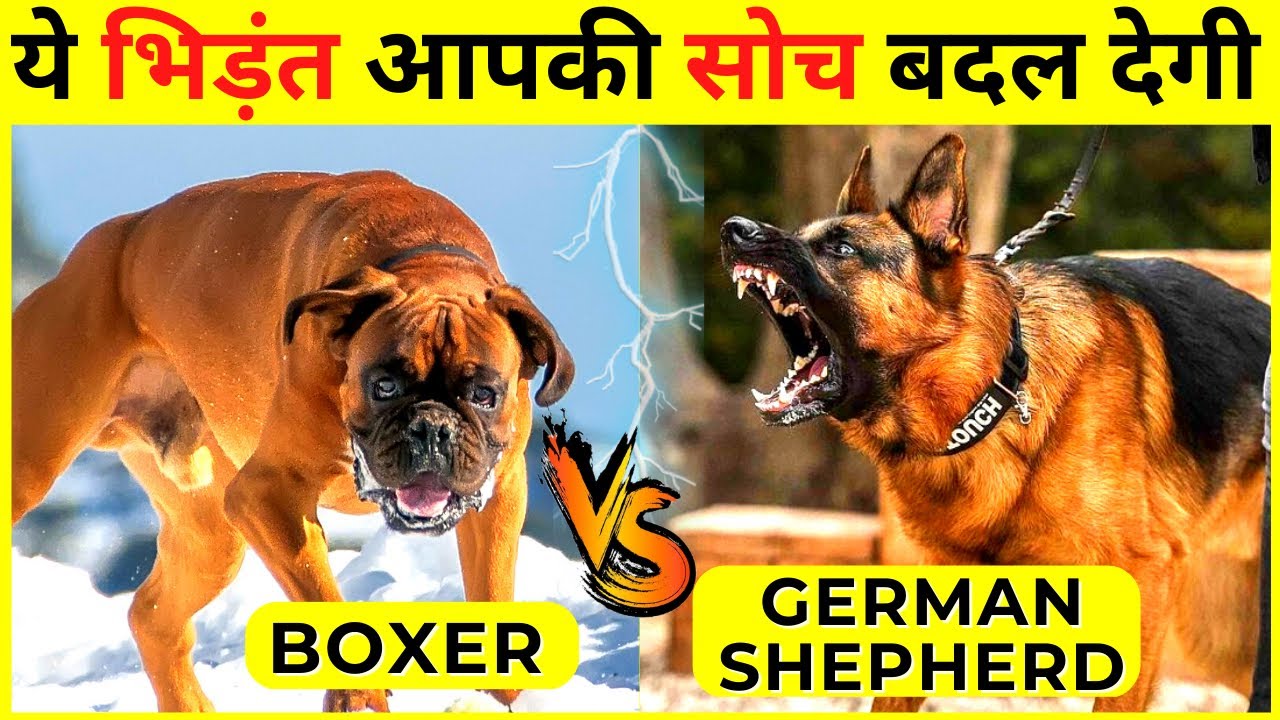 German Shepherd VS Boxer Who Would Win | Which Dog Is Best | Wildlife ...