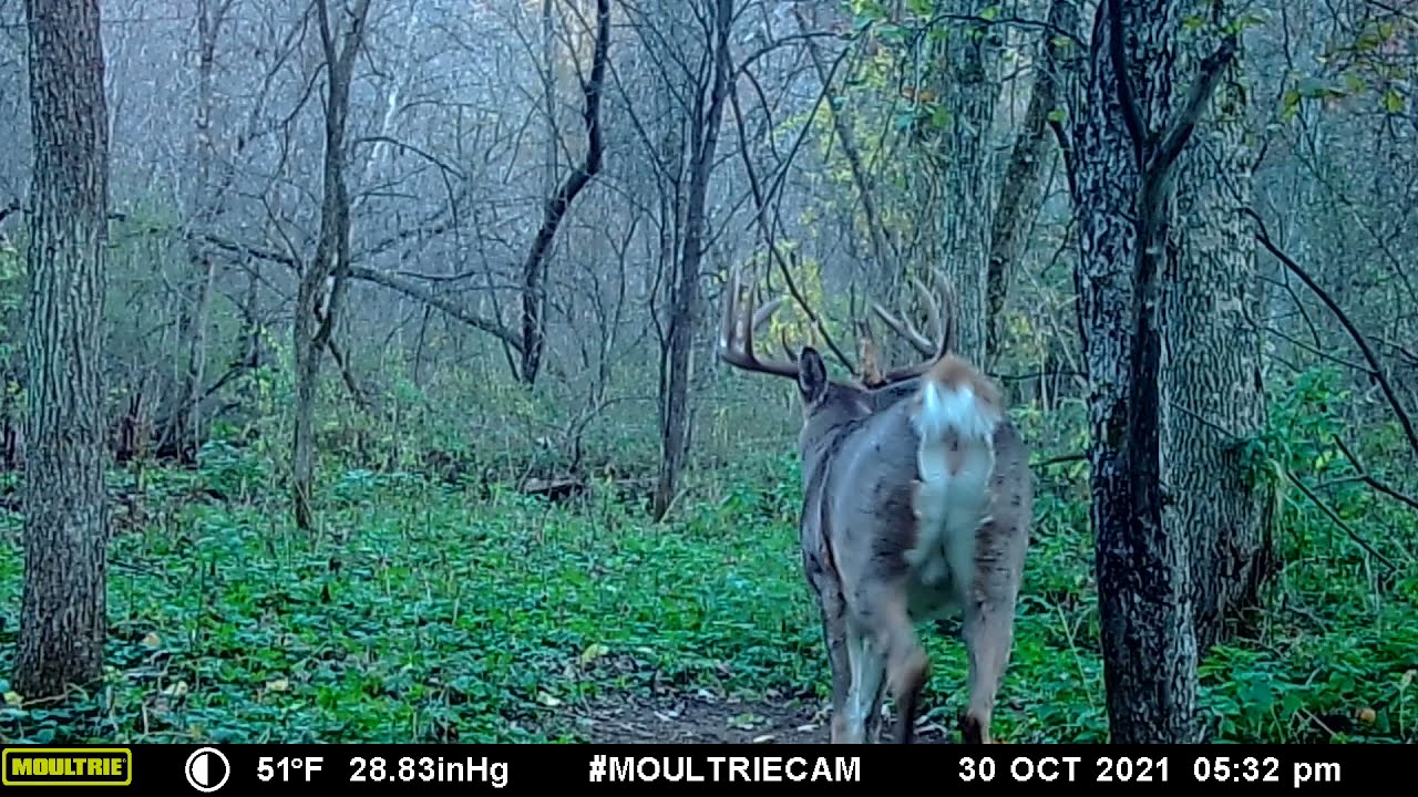 Absolute Giant Buck Showing Off - YouTube