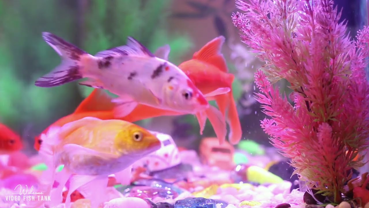 Duckling, Butterfly Fish, Frog, Snake, Goldfish, Koi Fish, Colorful ...