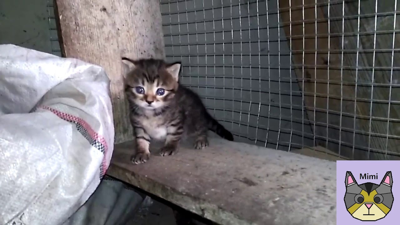 My new kitten Mimi. Mimi`s first video - YouTube