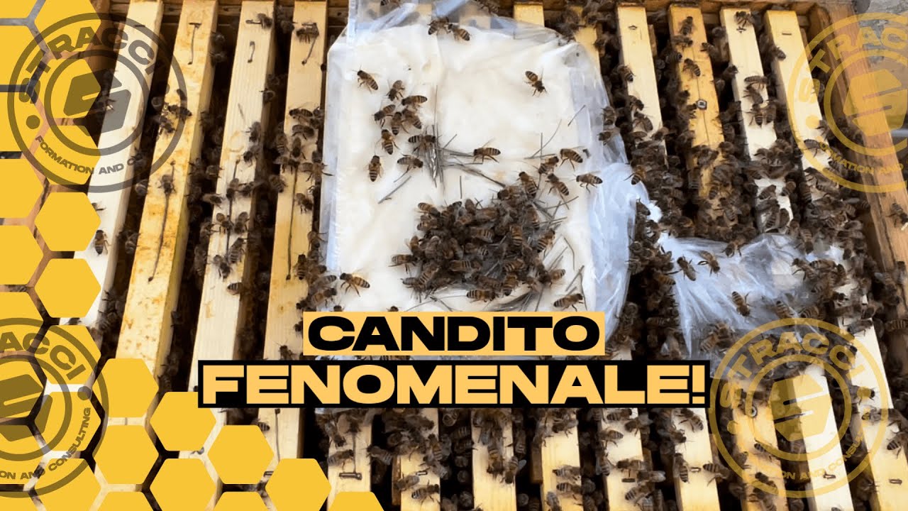 CANDITO, Ecco quando Conviene Utilizzarlo! - YouTube