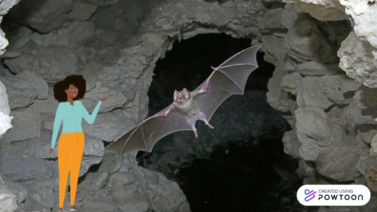 My Life As A Bat - YouTube