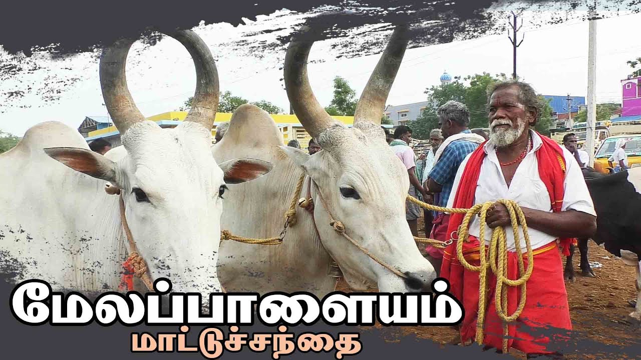 Melapalayam santhai | மேலப்பாளையம் மாட்டு சந்தை - YouTube