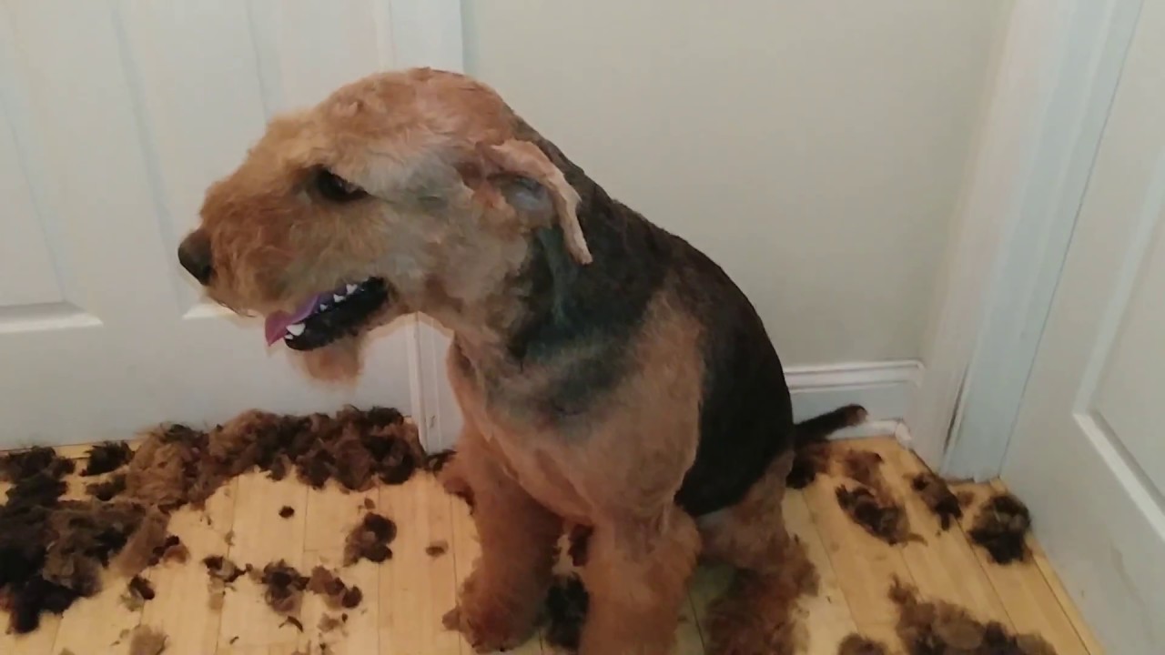 Daddy Duke Airedale Terrier Haircut On July 20, 2018 - YouTube