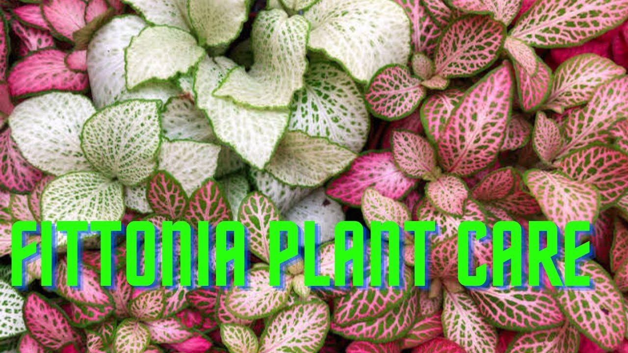 Fittonia | Fittonia Plant Care And Propagation | Fittonia Potting ...