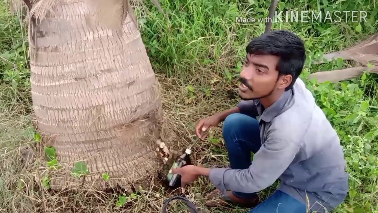 Coconut Tree Root Medicine Injection Telugu YouTube coconut-tree-root-medicine-injection-telugu-youtube