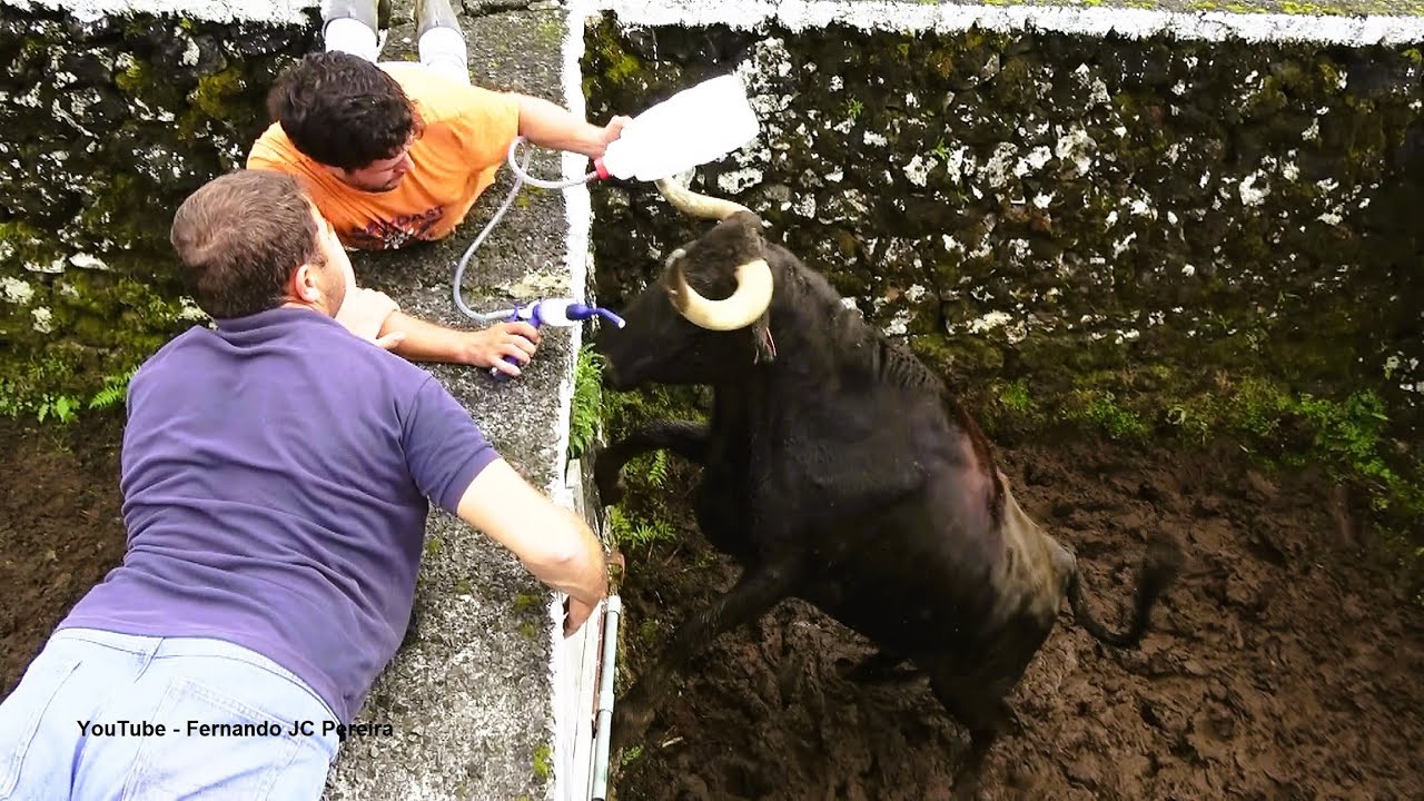 JAF - Desparasitação Das Vacas Espanholas Vindas De Santiago Domecq ...