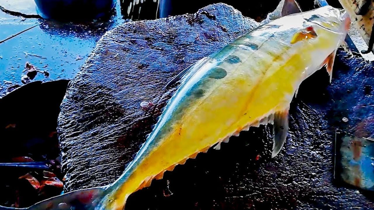 Awesome!! Talang Queenfish Cutting Skills Live in Fish Market | Fish ...