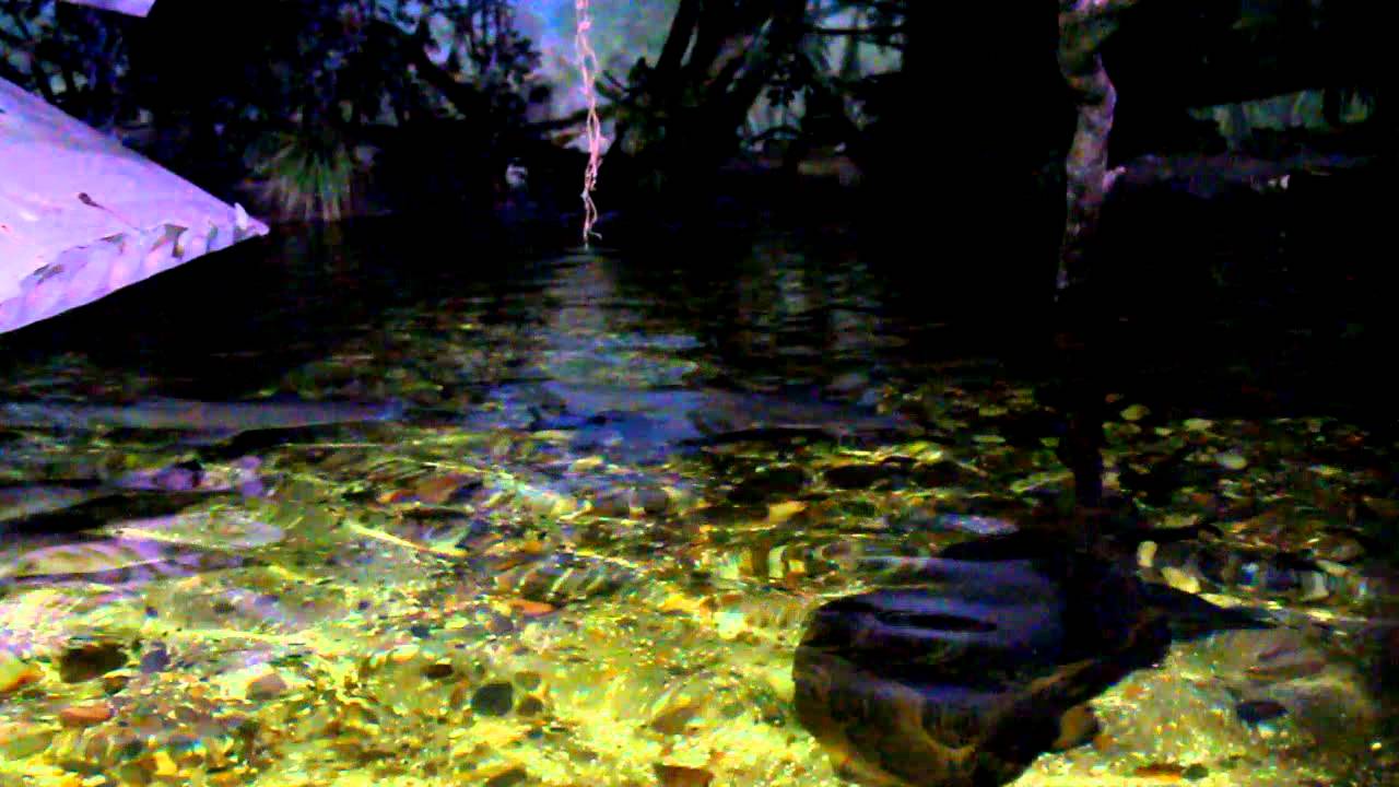 Melbourne Aquarium Barramundi tank with Sharks and saw Fish - YouTube