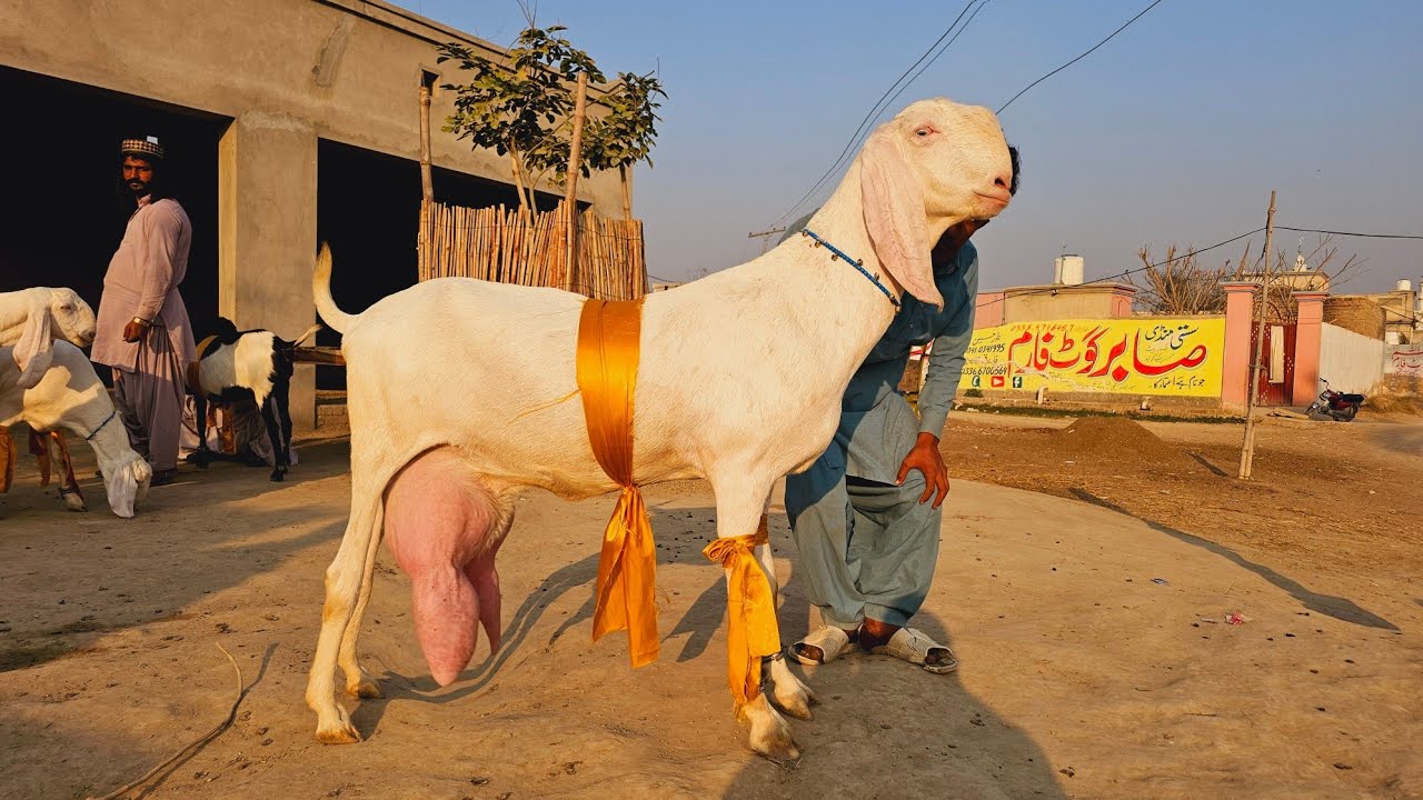 World Record goat 2024 Lala Khan ki jumme raat ki offer Gulabi goat ...