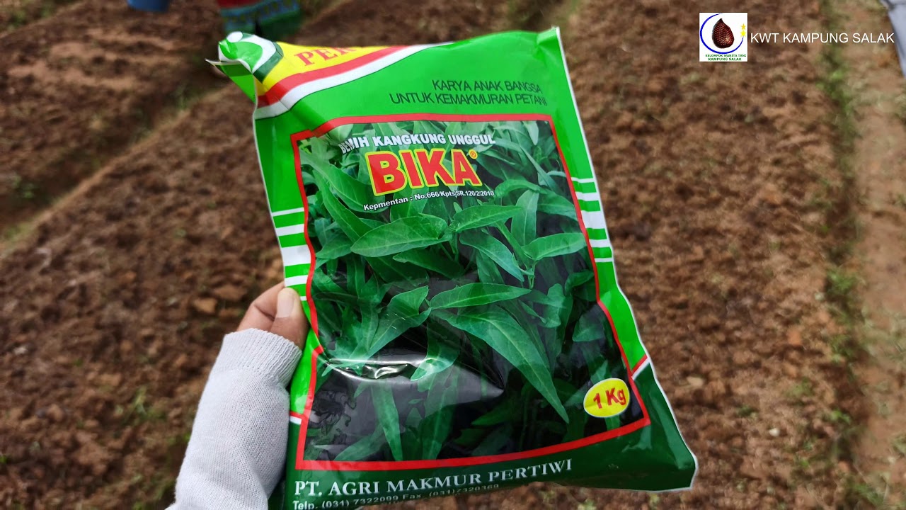 Tutorial Penanaman Benih Kangkung dengan Media Tanam Tanah di Demplot ...