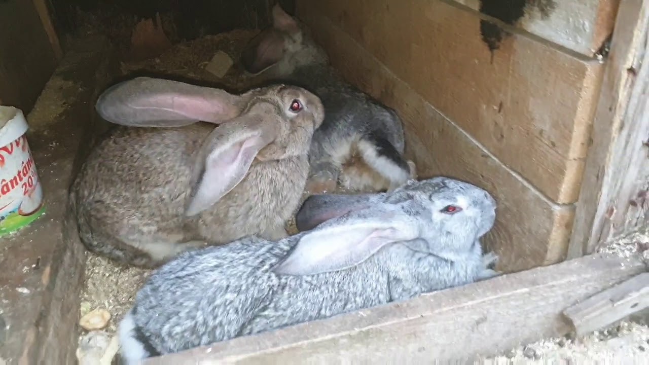 Bobocei de rata + anunt concurs iepuras de la Riga la FGB Ep.478 - YouTube