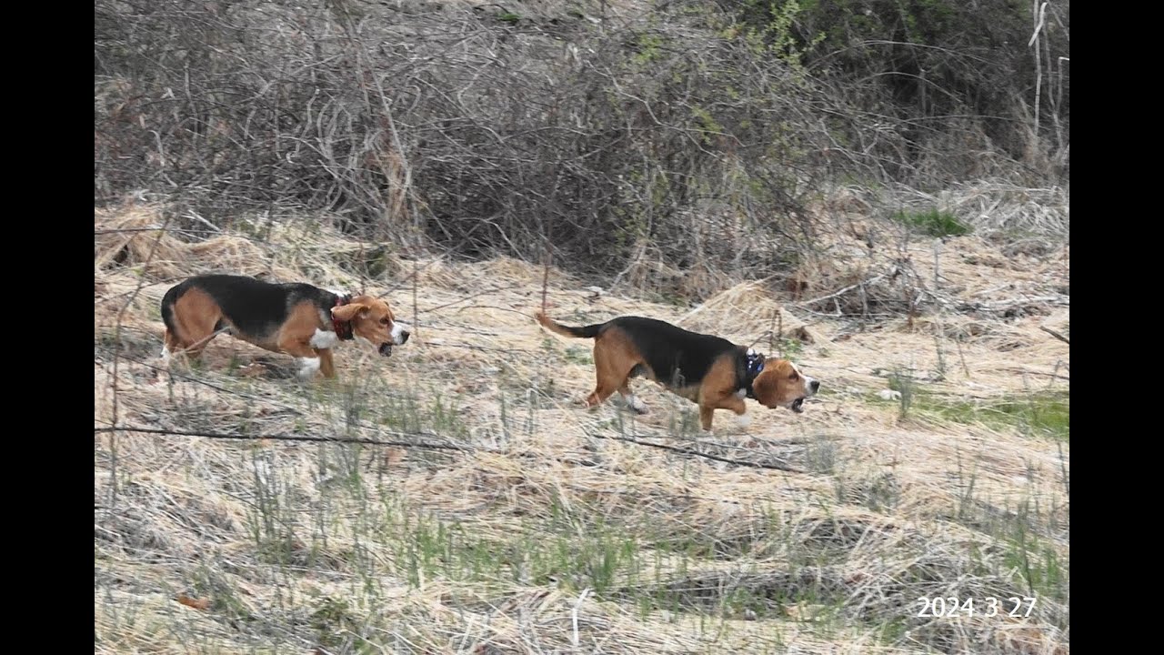 Skyview's Beagles Behind House Part 1 Buck Rabbit Takes Them On A Long ...